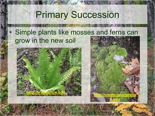 Ecological Succession.ppt