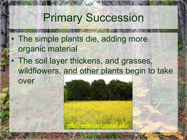 Ecological Succession.ppt