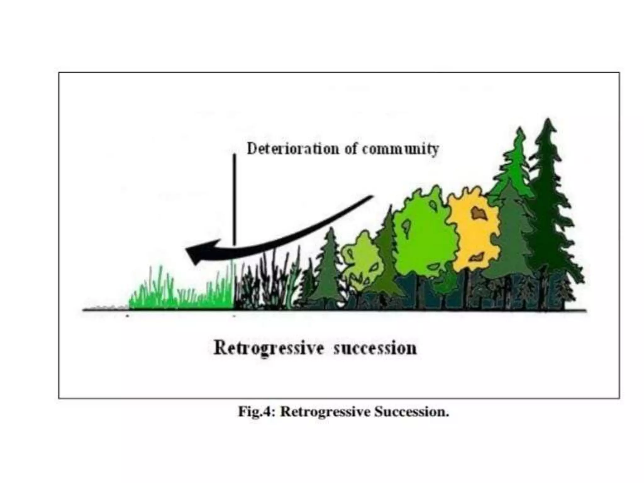 ecological succession.pptx