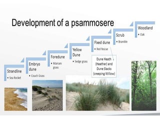 ecological succession.pptx