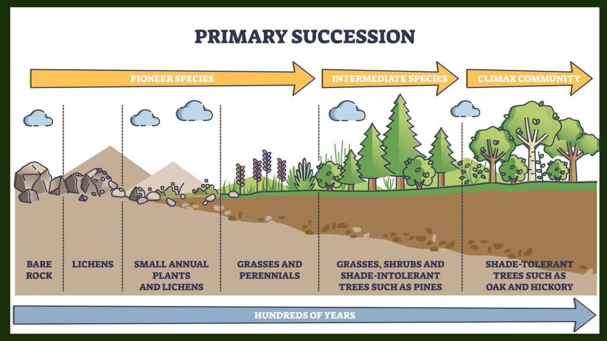 Ecological Succession. ( ECOSYSTEM, B. Pharmacy, 1st Year, Sem-II ...