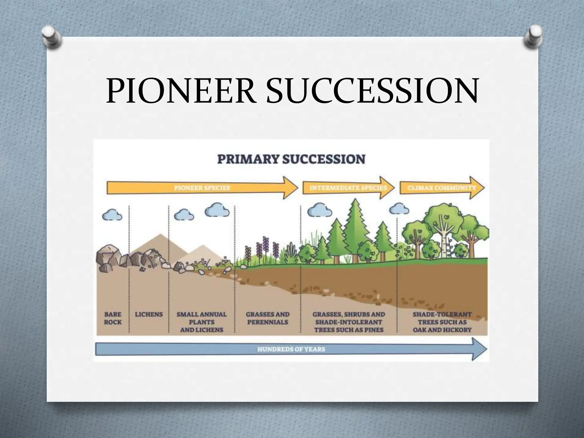 MECHANISM OF ECOLOGICAL SUCCESSION.pptx