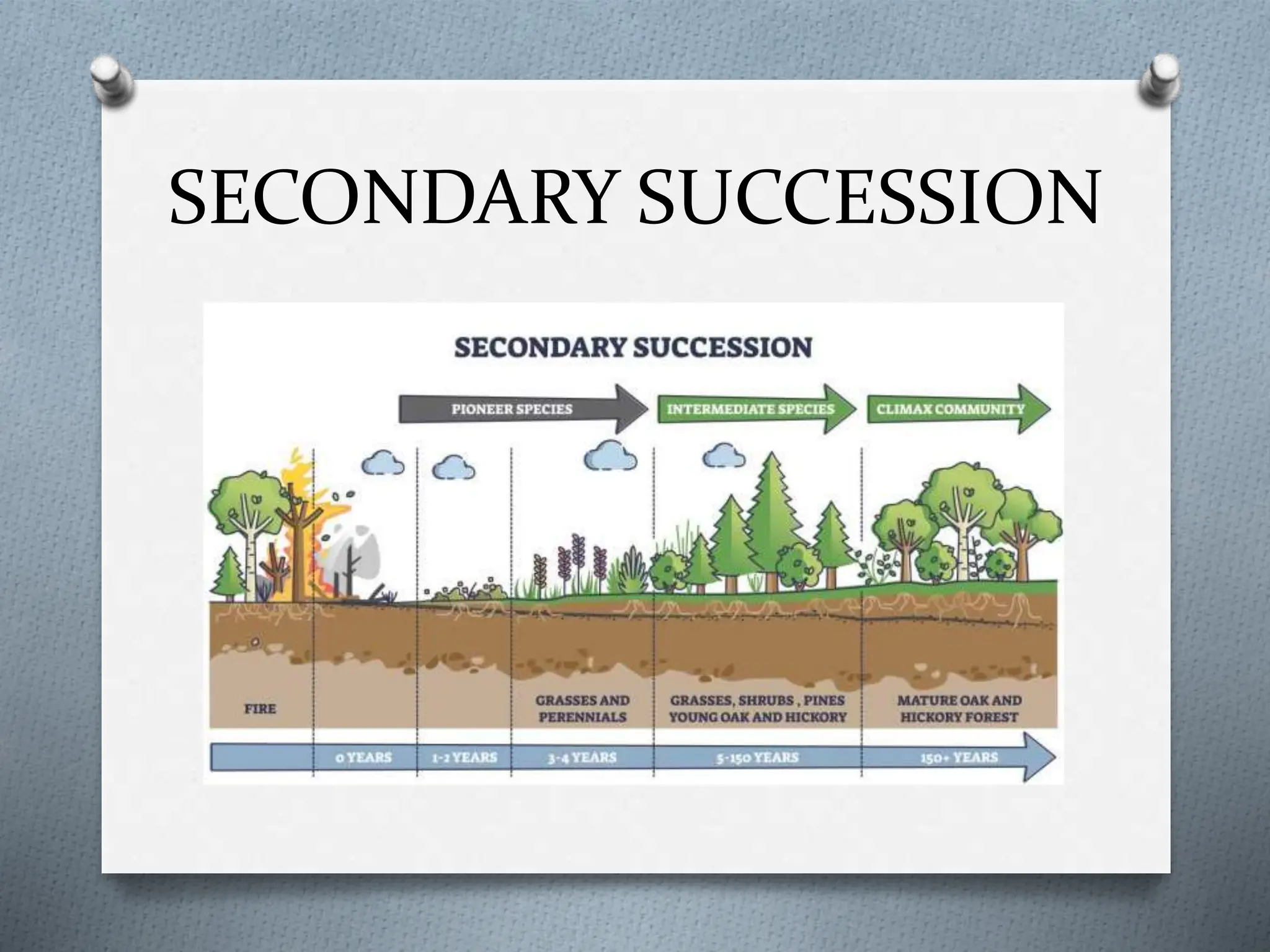 MECHANISM OF ECOLOGICAL SUCCESSION.pptx