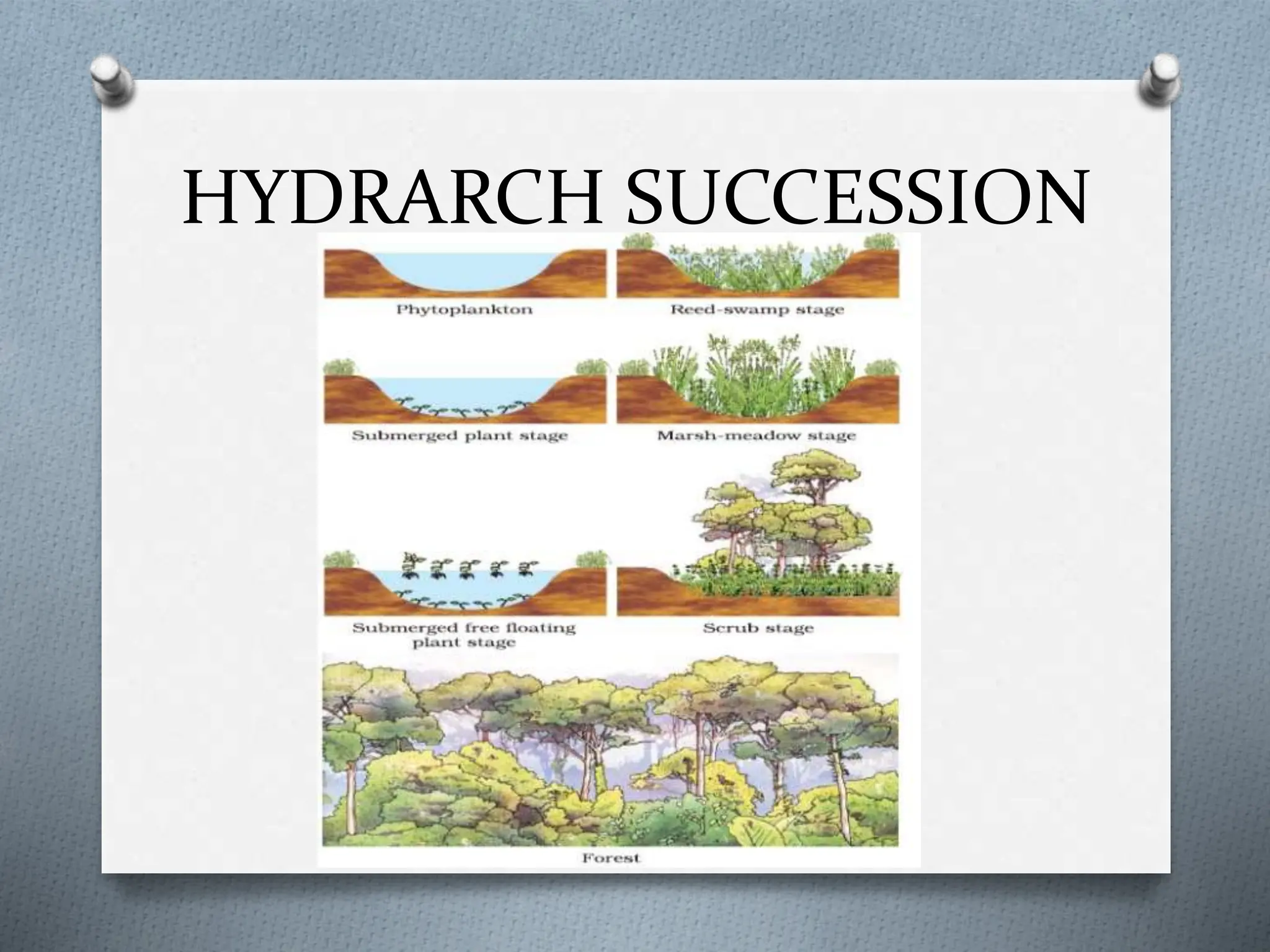 MECHANISM OF ECOLOGICAL SUCCESSION.pptx