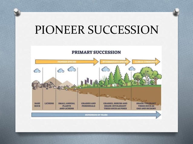 MECHANISM OF ECOLOGICAL SUCCESSION.pptx