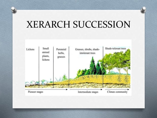 MECHANISM OF ECOLOGICAL SUCCESSION.pptx