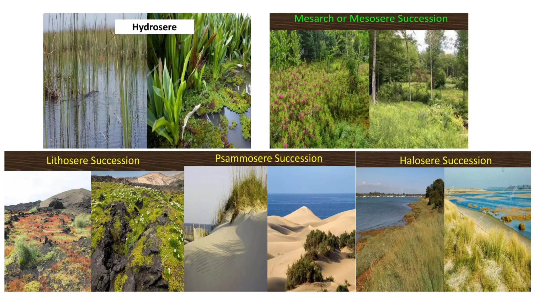 Ecological succession , introduction, ecological succession | PPTX