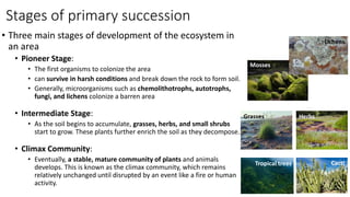 Ecological succession.pdfxxxxxmmmmmmmmmm | PPT