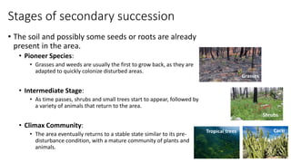 Ecological succession.pdfxxxxxmmmmmmmmmm | PDF