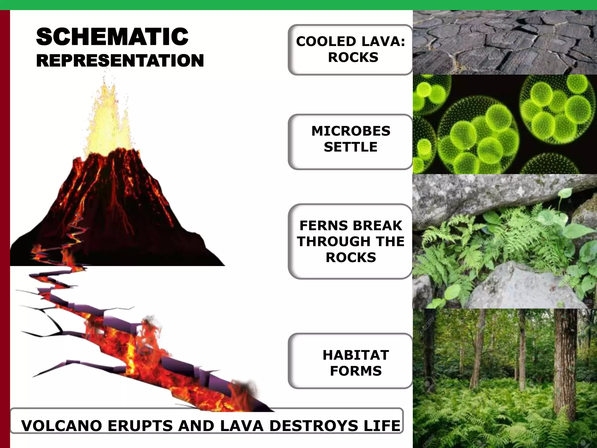 Biology Ecological succession post01 | PPTX