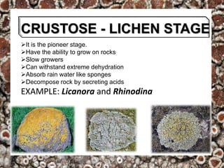 Biology Ecological succession post01 | PPTX