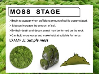 Biology Ecological succession post01 | PPTX