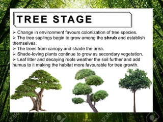 Biology Ecological succession post01 | PPTX