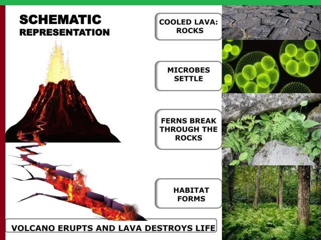 Biology Ecological succession post01 | PPT