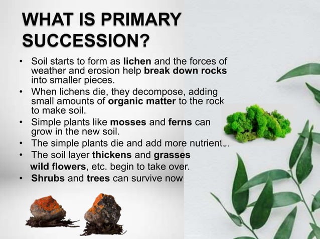 Biology Ecological succession post01 | PPT
