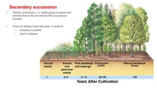 ECOLOGICAL SUCCESSION (2).pptx