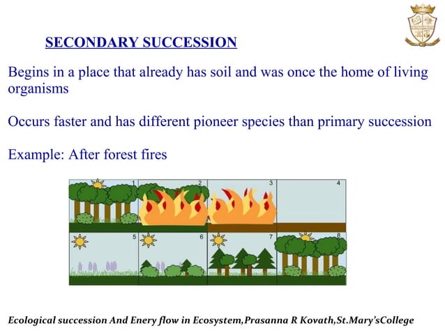 Ecological succession and Energy flow in Ecosystem | PDF