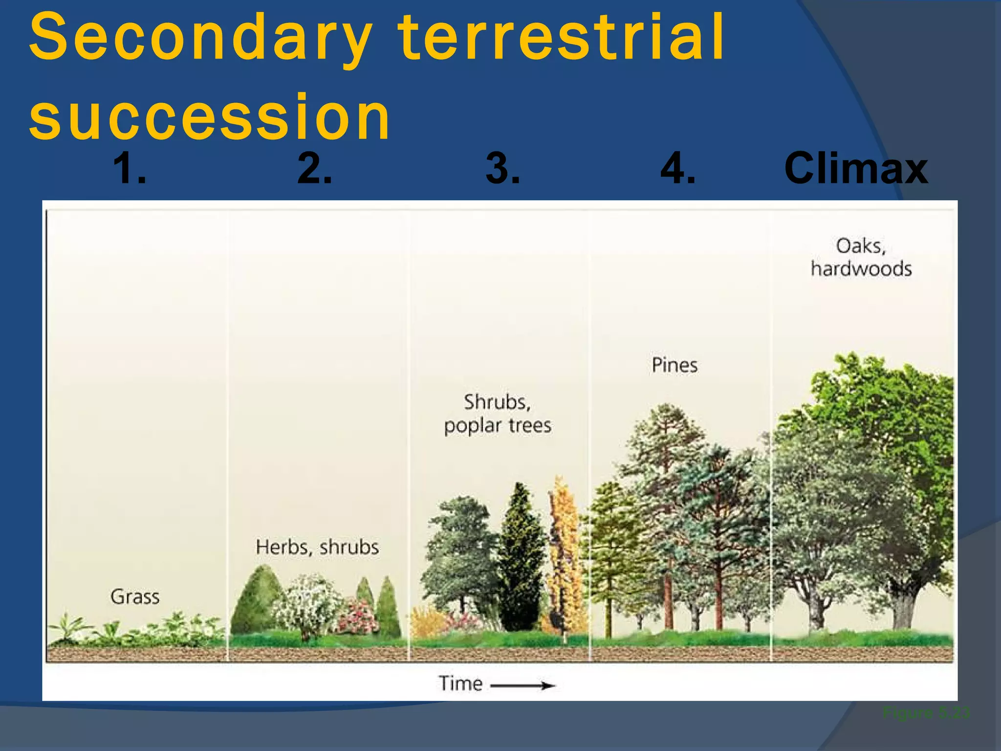 Ecological Succession and Community Interactions | PPT