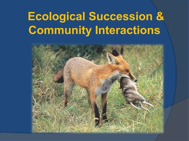 Ecological Succession and Community Interactions | PPT