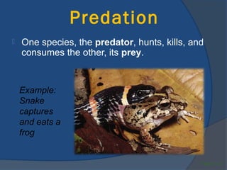 Ecological Succession and Community Interactions | PPT