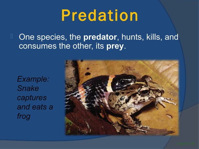 Ecological Succession and Community Interactions | PPT