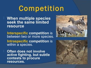 Ecological Succession and Community Interactions | PPT