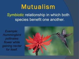 Ecological Succession and Community Interactions | PPT