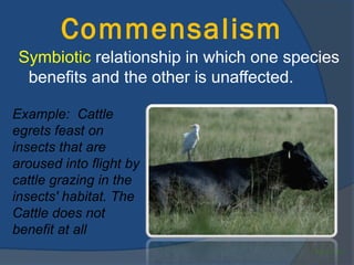 Ecological Succession and Community Interactions | PPT