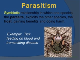 Ecological Succession and Community Interactions | PPT