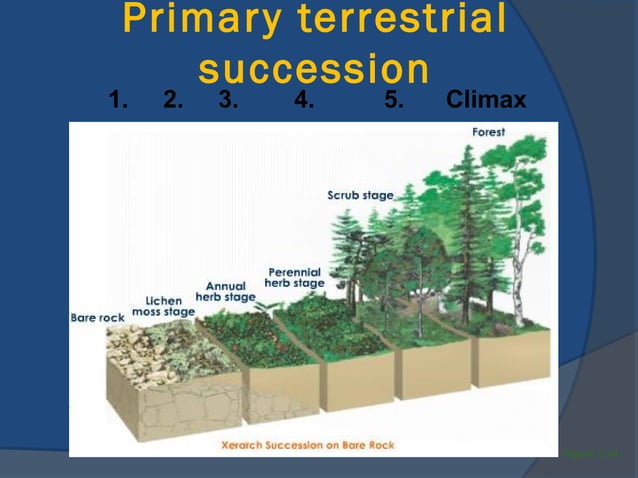 Ecological Succession and Community Interactions | PPT