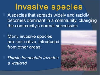 Ecological Succession and Community Interactions | PPT