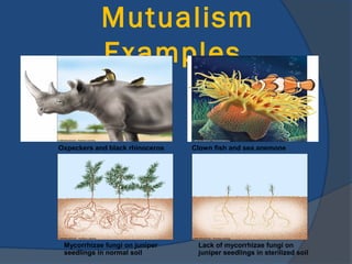 Community Examples Ecology