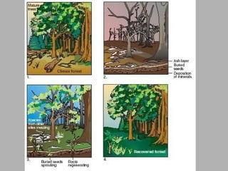 Ecological succession & cycles of matter | PPT