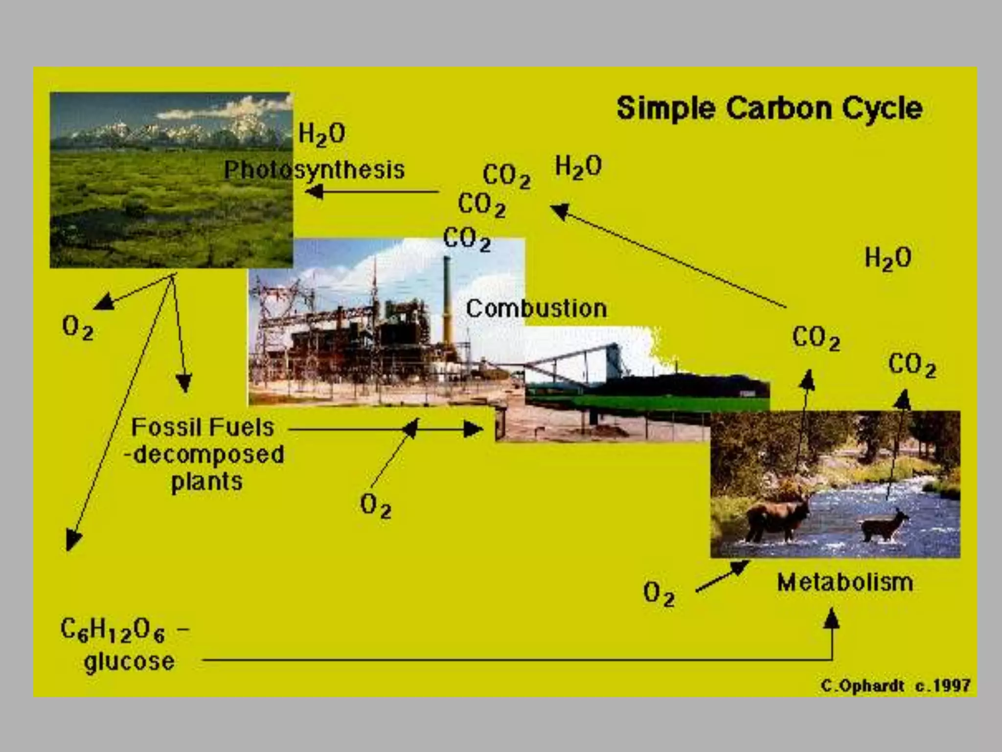 Ecological succession & cycles of matter | PPT
