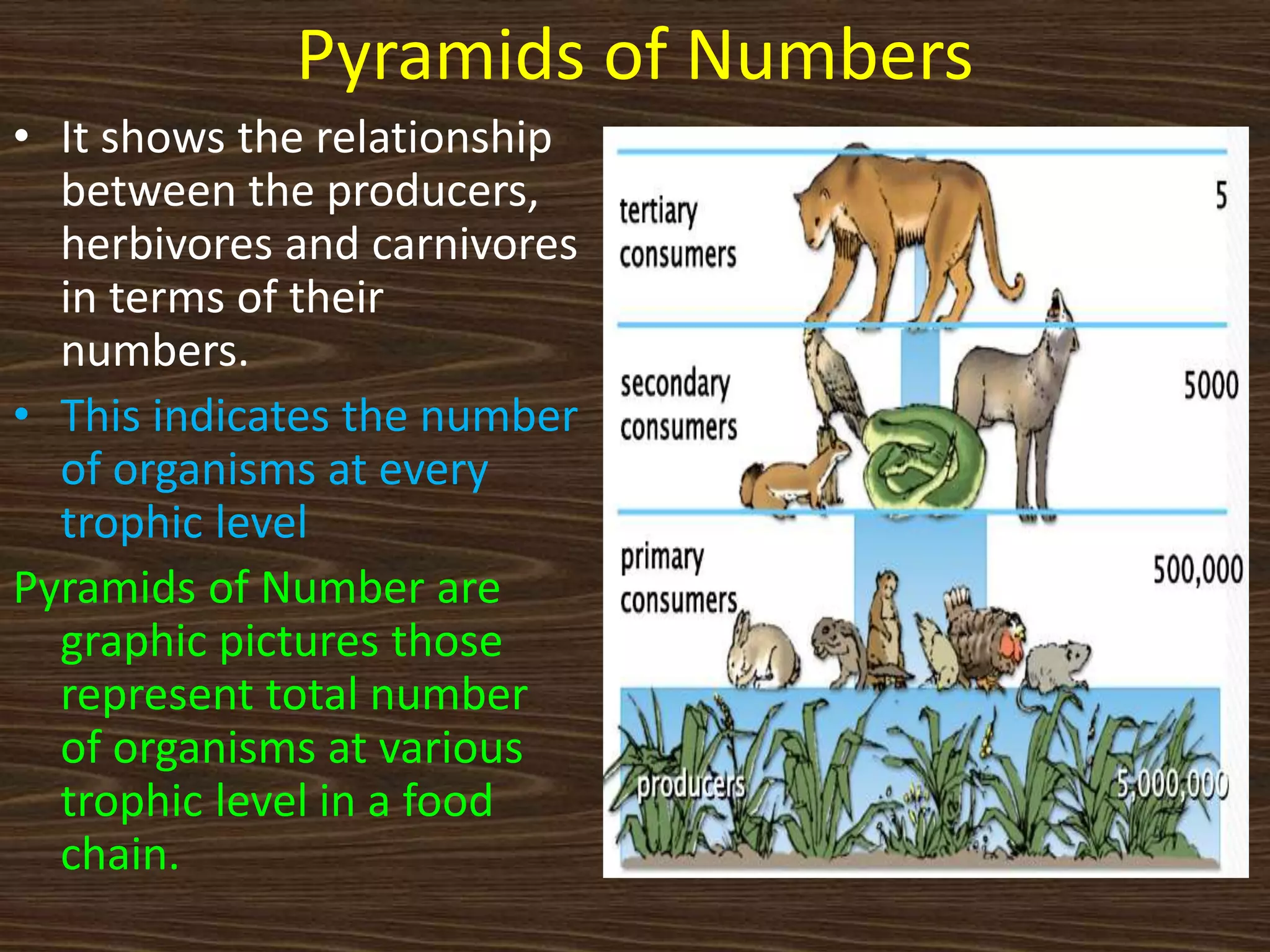 Ecological Succession & Ecological Pyramids | PPSX