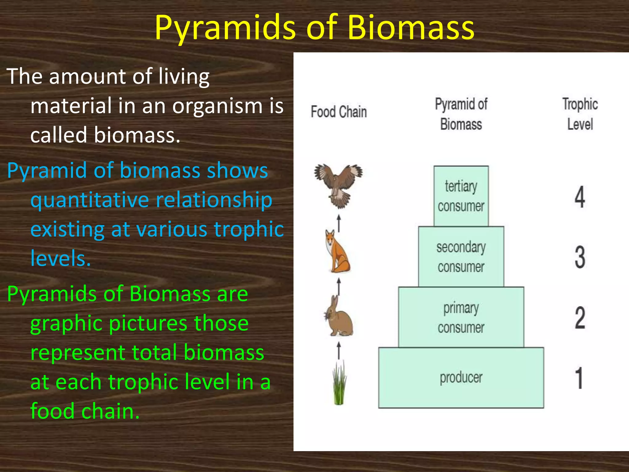 Ecological Succession & Ecological Pyramids | PPSX