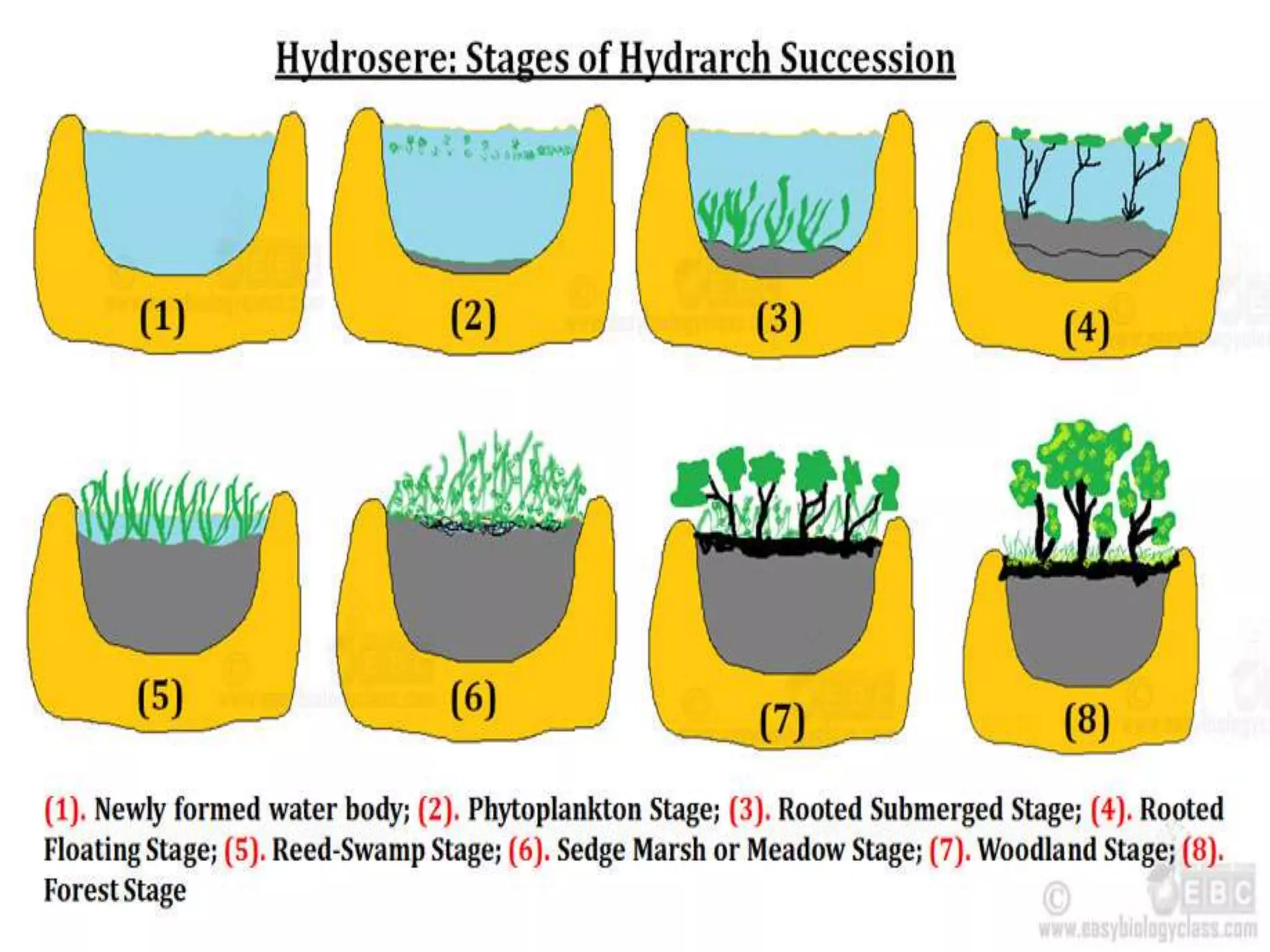 Ecological Succession & Ecological Pyramids | PPT