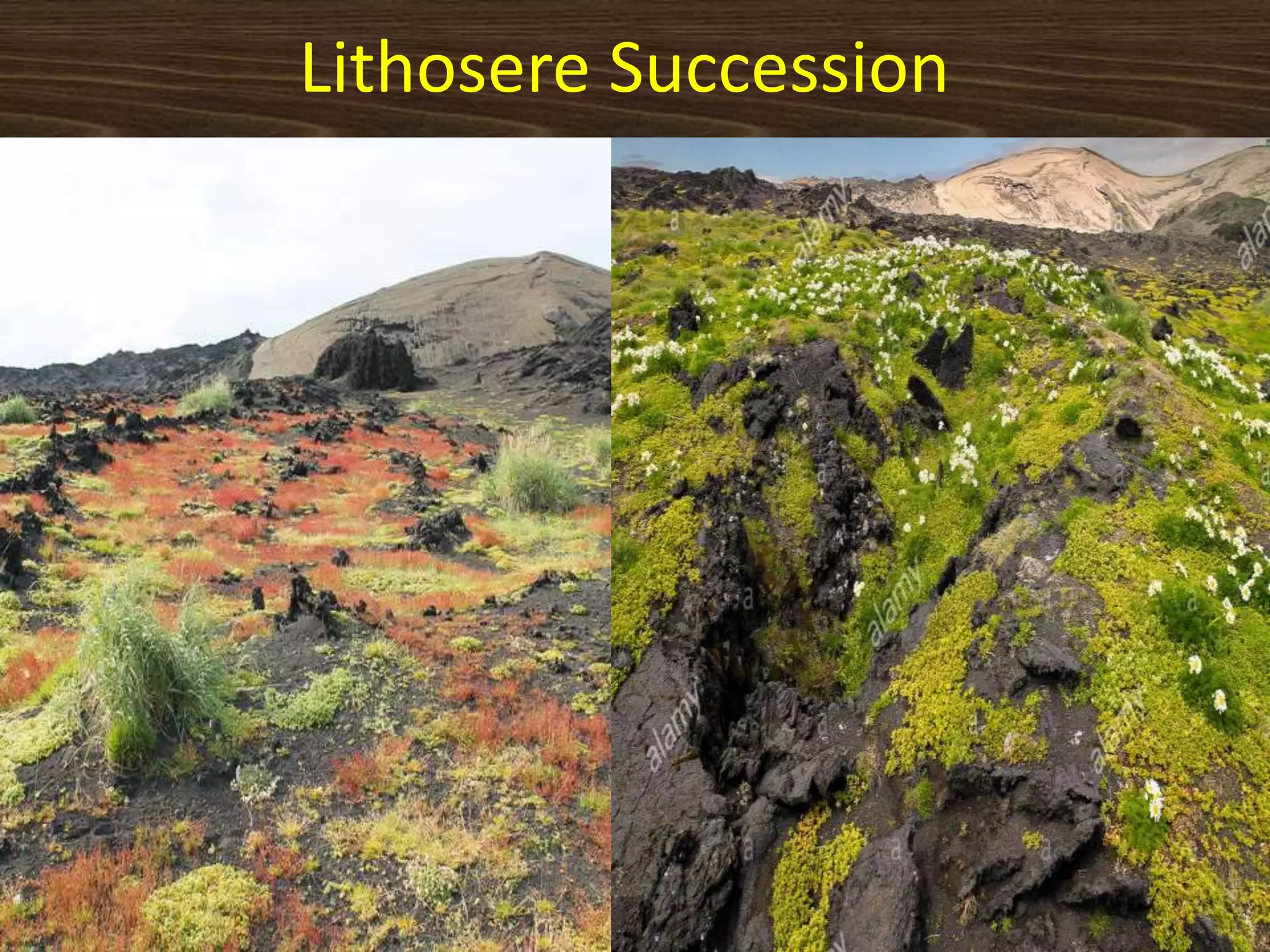 Ecological Succession & Ecological Pyramids | PPT