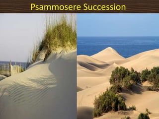 Ecological Succession & Ecological Pyramids | PPT
