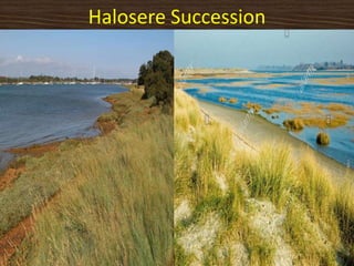 Ecological Succession & Ecological Pyramids | PPT