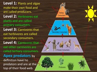 Ecological Succession & Ecological Pyramids | PPT