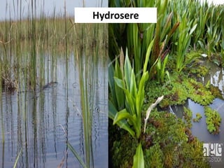 Ecological Succession & Ecological Pyramids | PPT