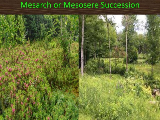 Ecological Succession & Ecological Pyramids | PPT