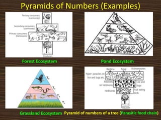 Grassland Energy Pyramid