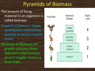 Ecological Succession & Ecological Pyramids.pptx
