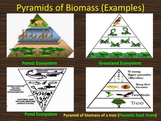 Ecological Succession & Ecological Pyramids.pptx