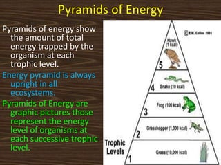 Ecological Succession & Ecological Pyramids.pptx