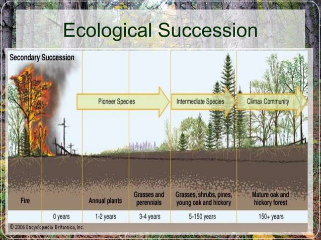Ecological_Succession_PPT-2.ppt