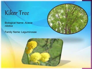 Kiker Tree