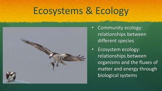 Ecological systems | PPTX